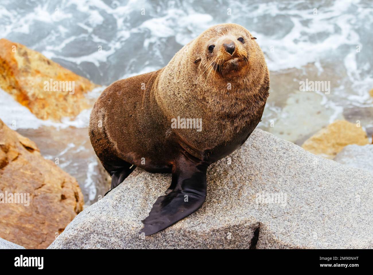 Australian Fur Seal in Narooma Australia Stock Photo - Alamy