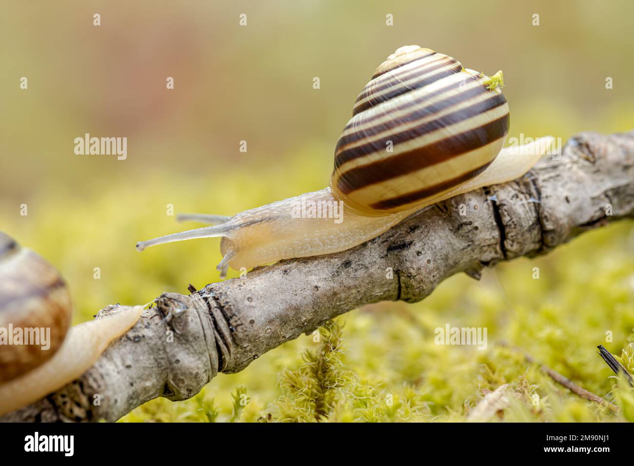 Snail slowly creeping along super macro close-up Stock Photo - Alamy