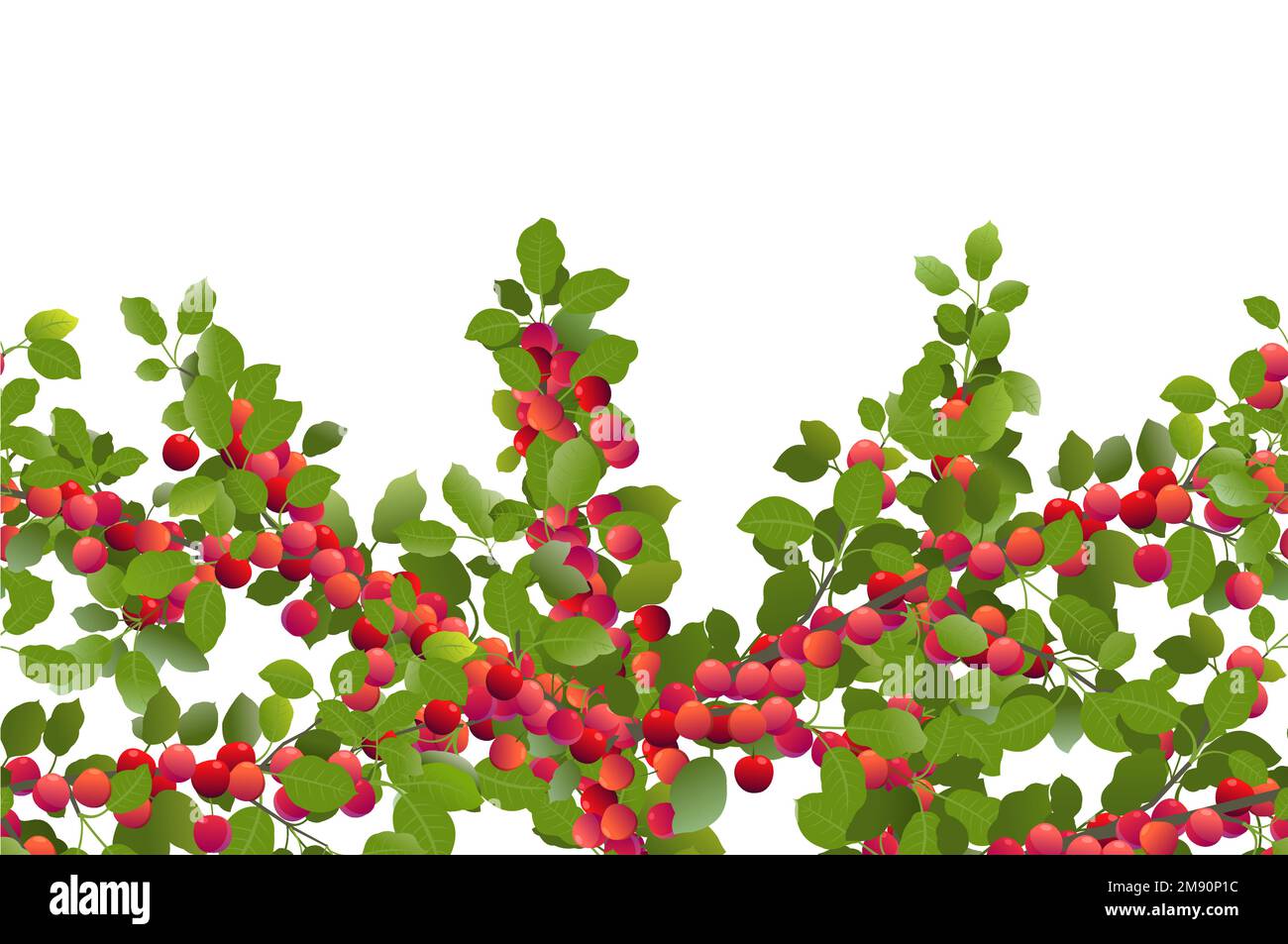 Branch cherry plum with ripe fruits. Bottom border. Garden plant with ...