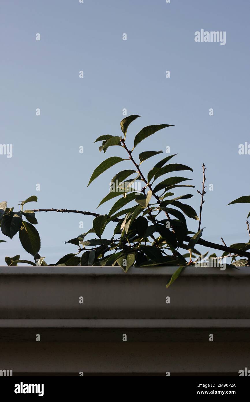 A typical leafy weed growing in the roof gutter of a common home Stock ...