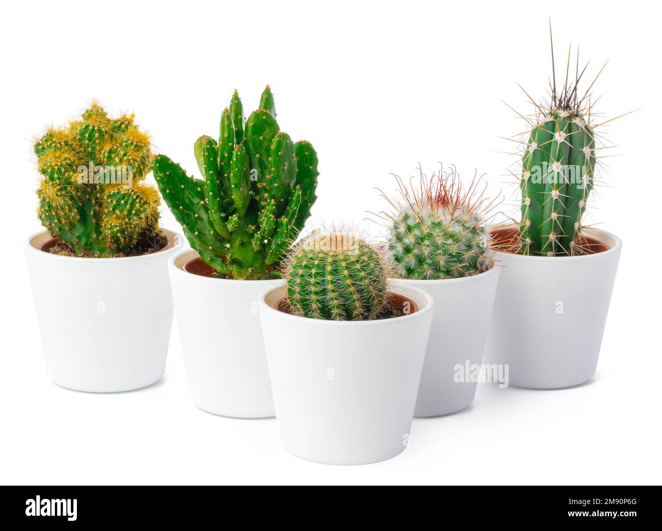 different types of cactus isolated on white background Stock Photo - Alamy
