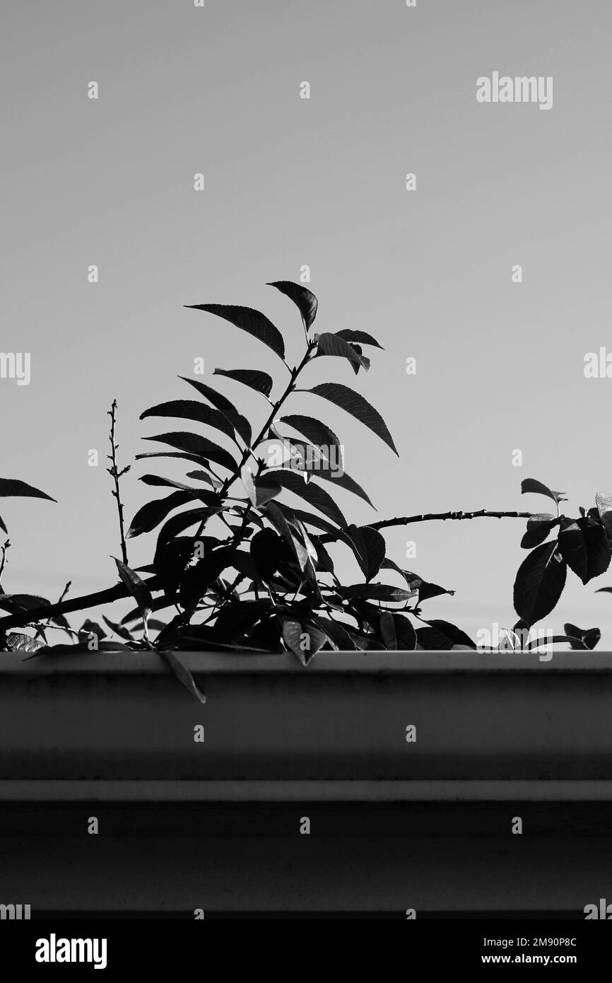 A typical leafy weed growing in the roof gutter of a common home in a ...