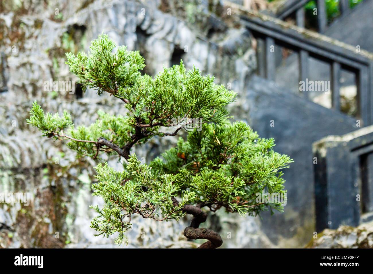 Bonsai tree in front of gray textured wall Stock Photo - Alamy