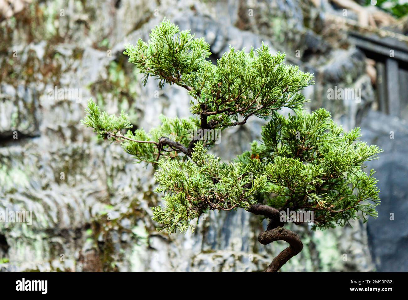 Bonsai tree in front of gray textured wall Stock Photo - Alamy