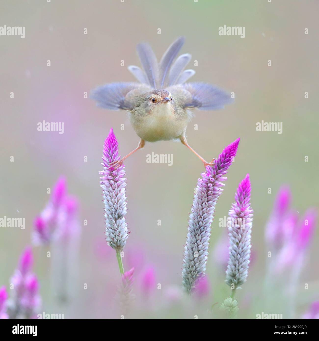 Performing the splits. Taiwan: THESE CUTE images show a small wren ...