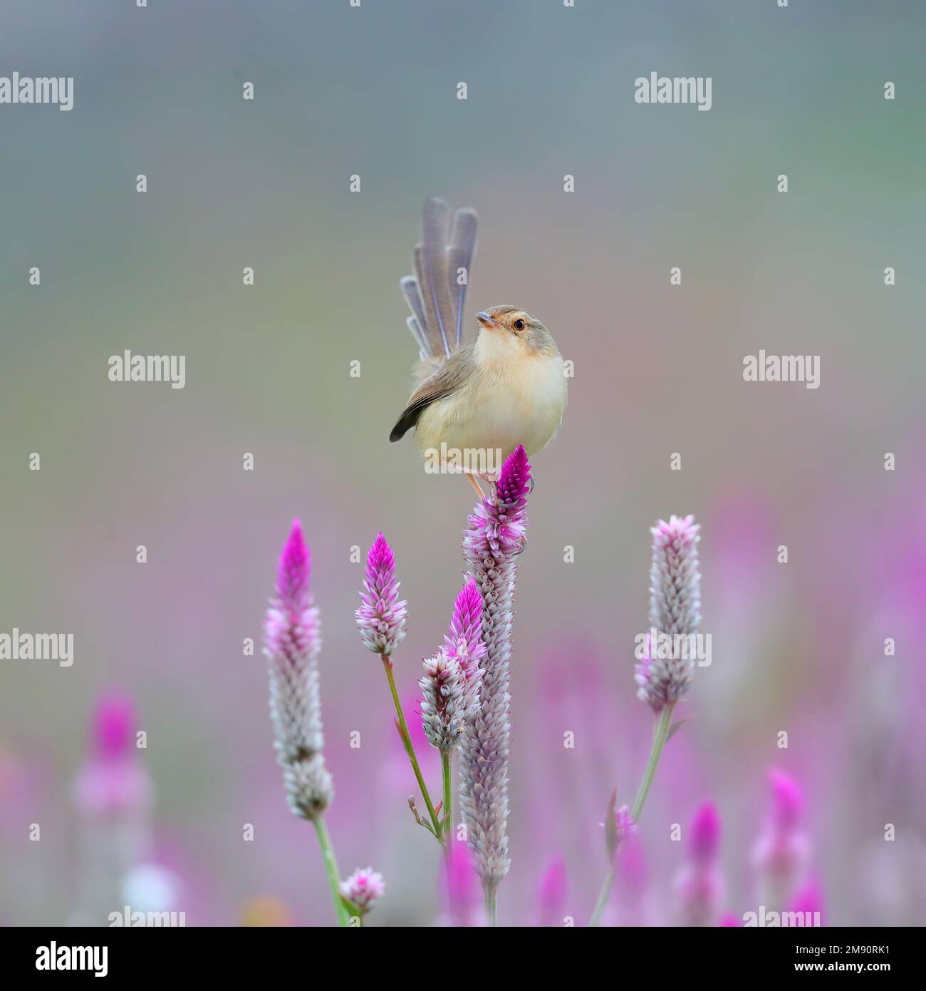 Perched on a flower. Taiwan: THESE CUTE images show a small wren ...