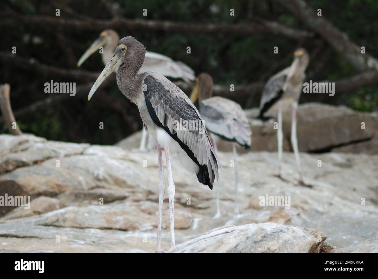 Downcurved bills hi-res stock photography and images - Alamy