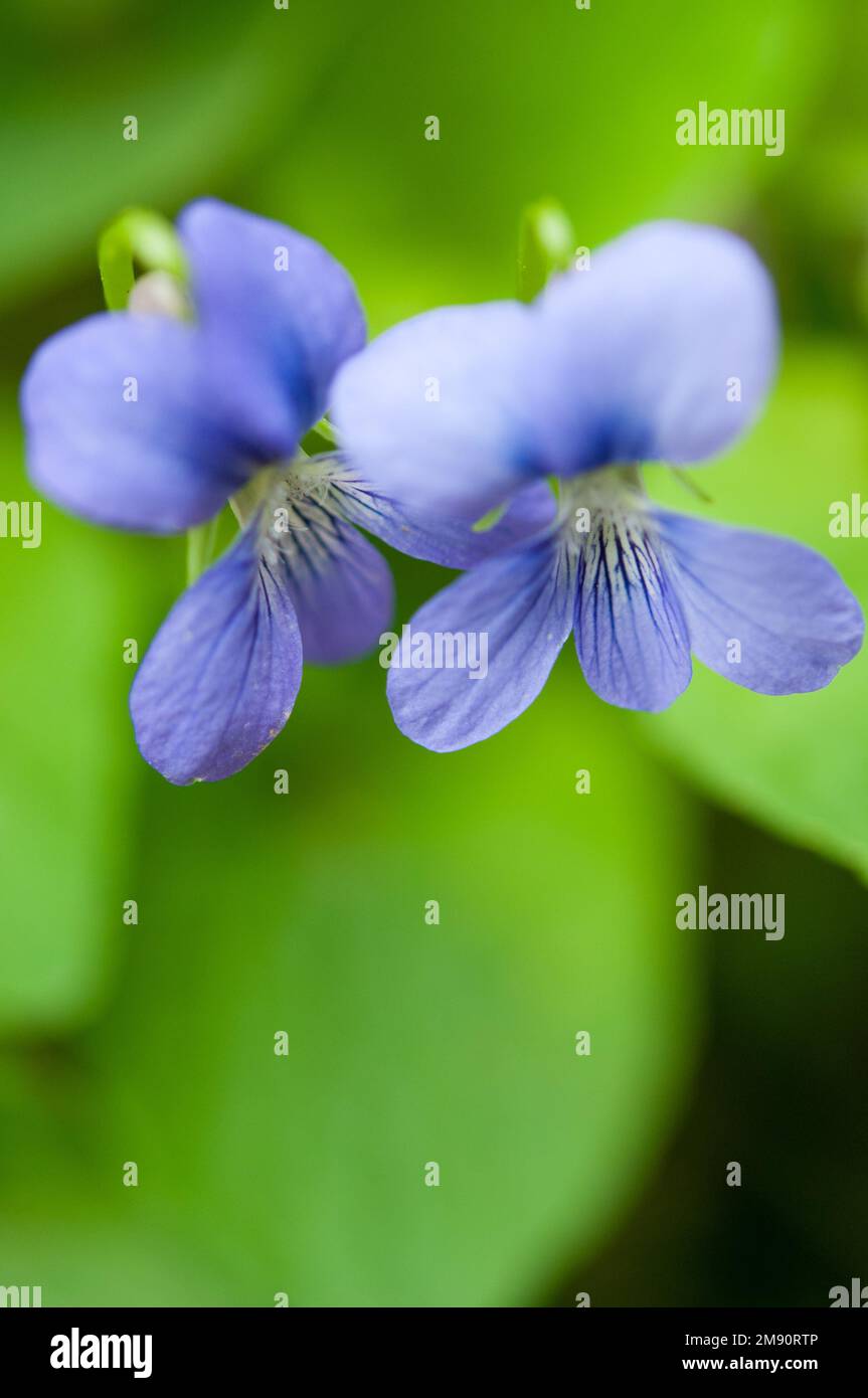 A pair of Common Blue Violet flowers at Susquehannock State Park in ...