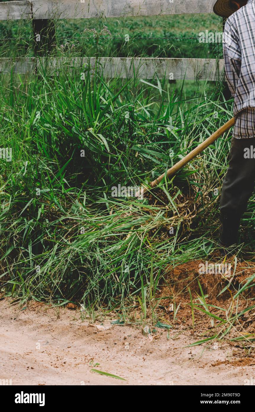 Unidentifiable farm worker cutting weeds with a hoe in a farm Stock ...