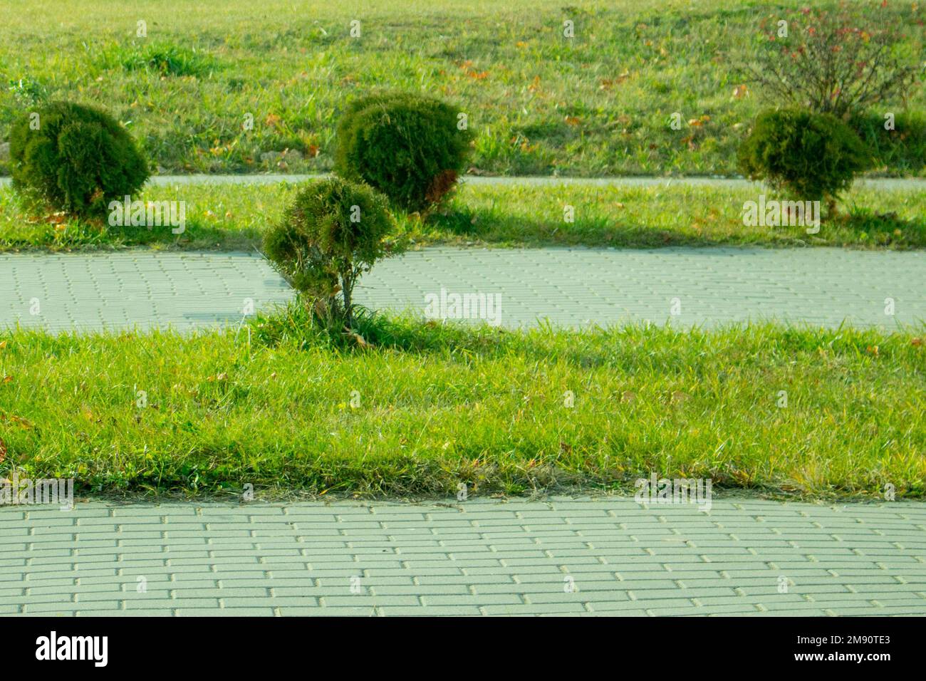 Green ornamental bushes growing aside a pavement in summer Stock Photo ...