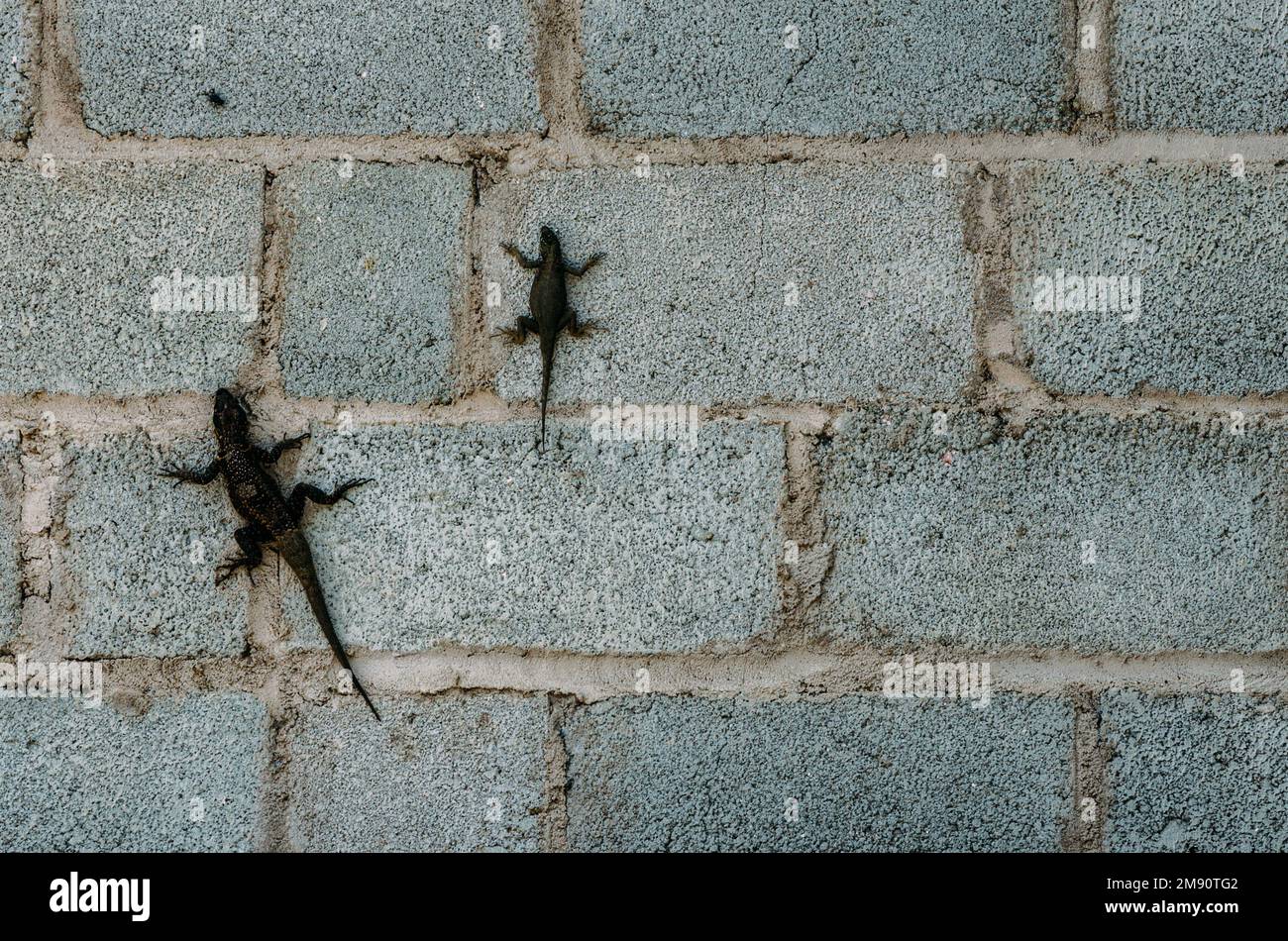 Geckos on a wall in Brazil Stock Photo - Alamy