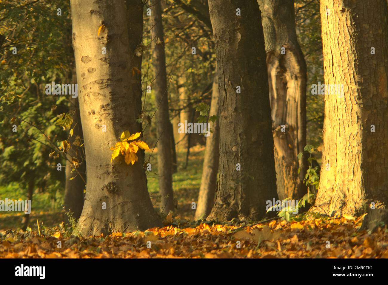 Thin tree trunks in a forest with golden crunchy autumn leaves on the ...