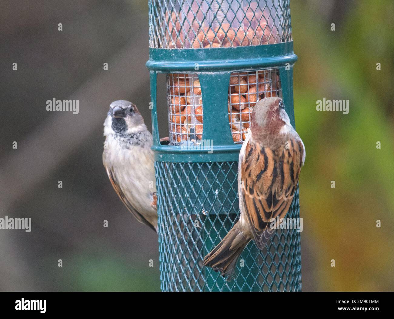House Sparrows (Passer domesticus Stock Photo - Alamy