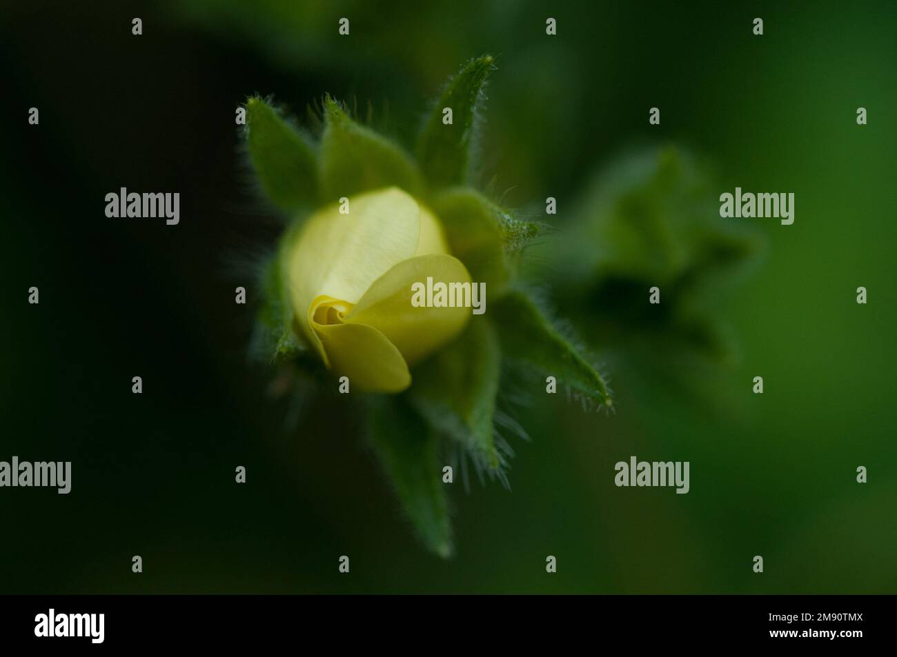 Bloomed wildflowers hi-res stock photography and images - Alamy