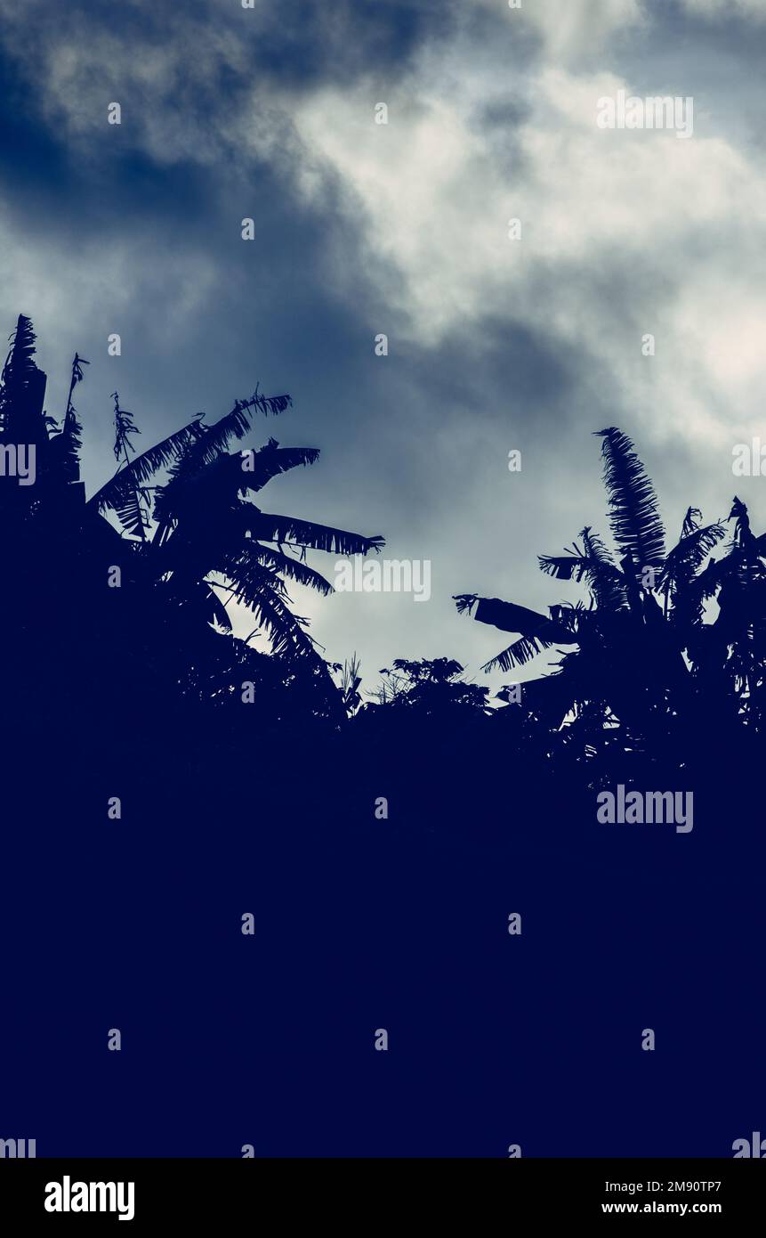 Palms trees with stormy weather background Stock Photo - Alamy