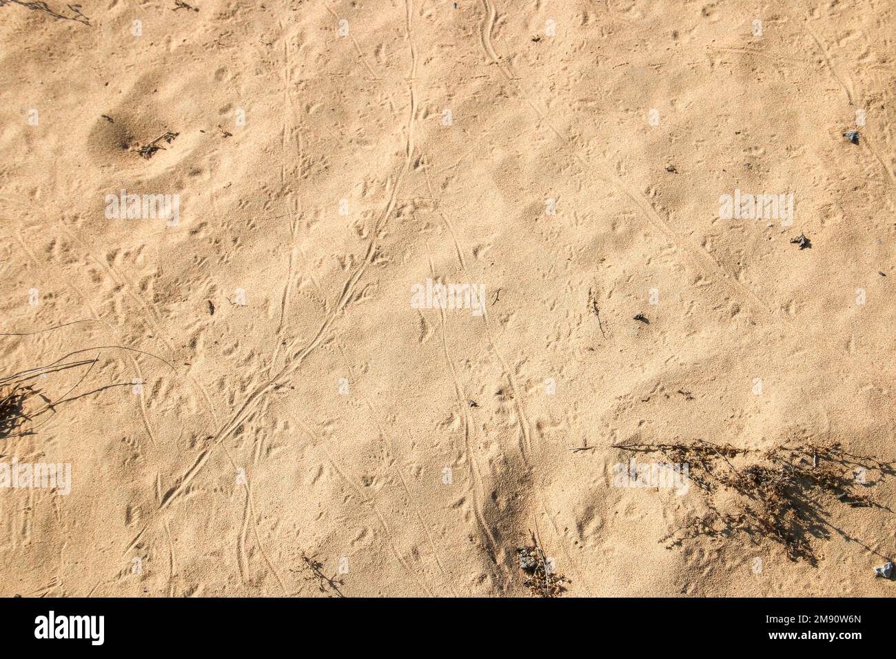 Toad footprint hi-res stock photography and images - Alamy