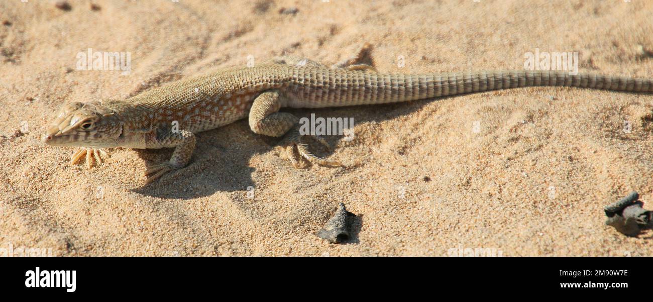 Arabian toad headed agama hi-res stock photography and images - Alamy