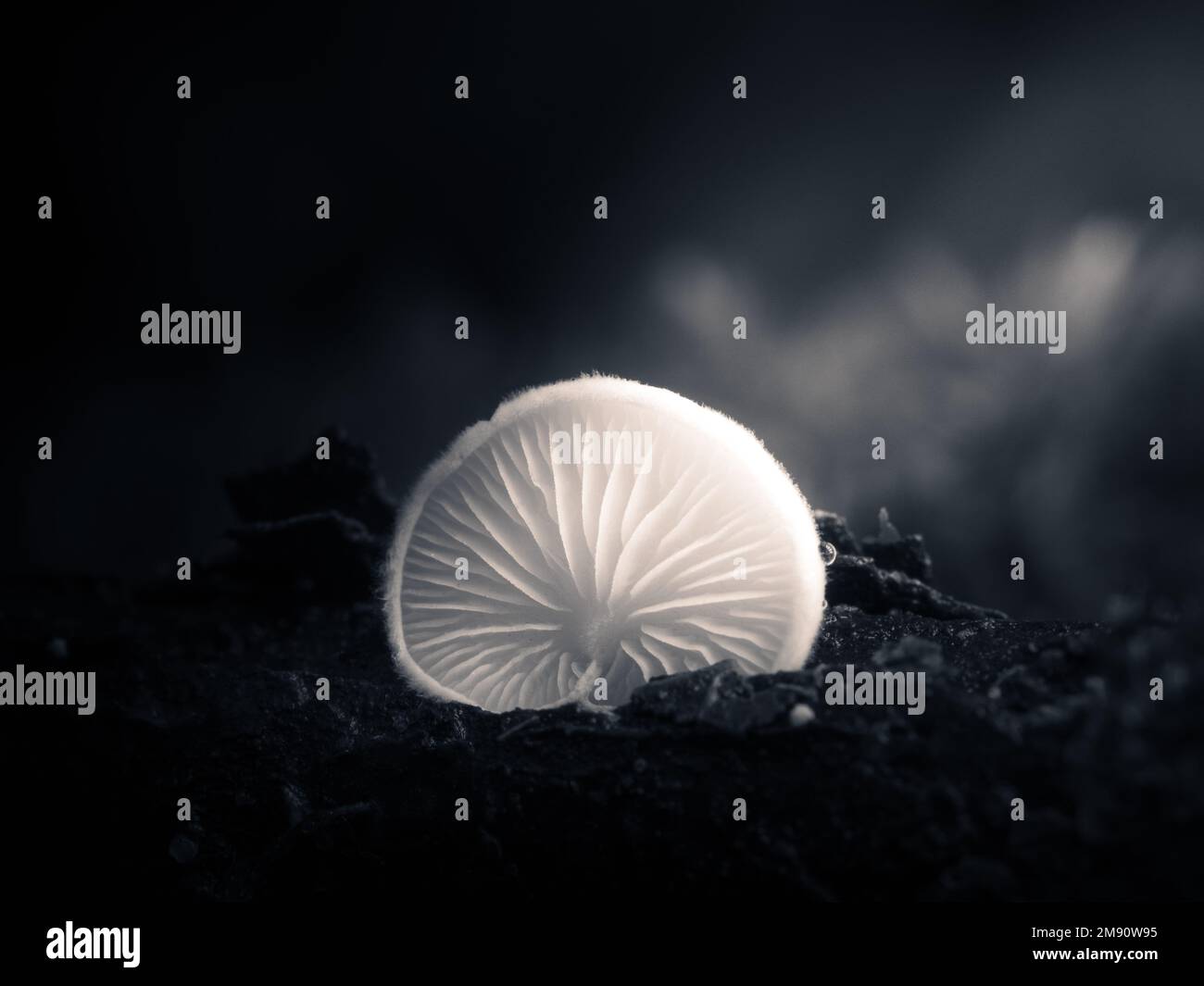 Crepidotus species hi-res stock photography and images - Alamy