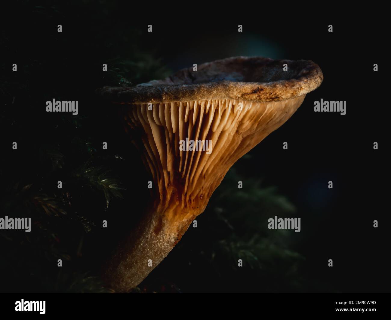 A closeup of Paxillus involutus, commonly known as the brown roll-rim ...