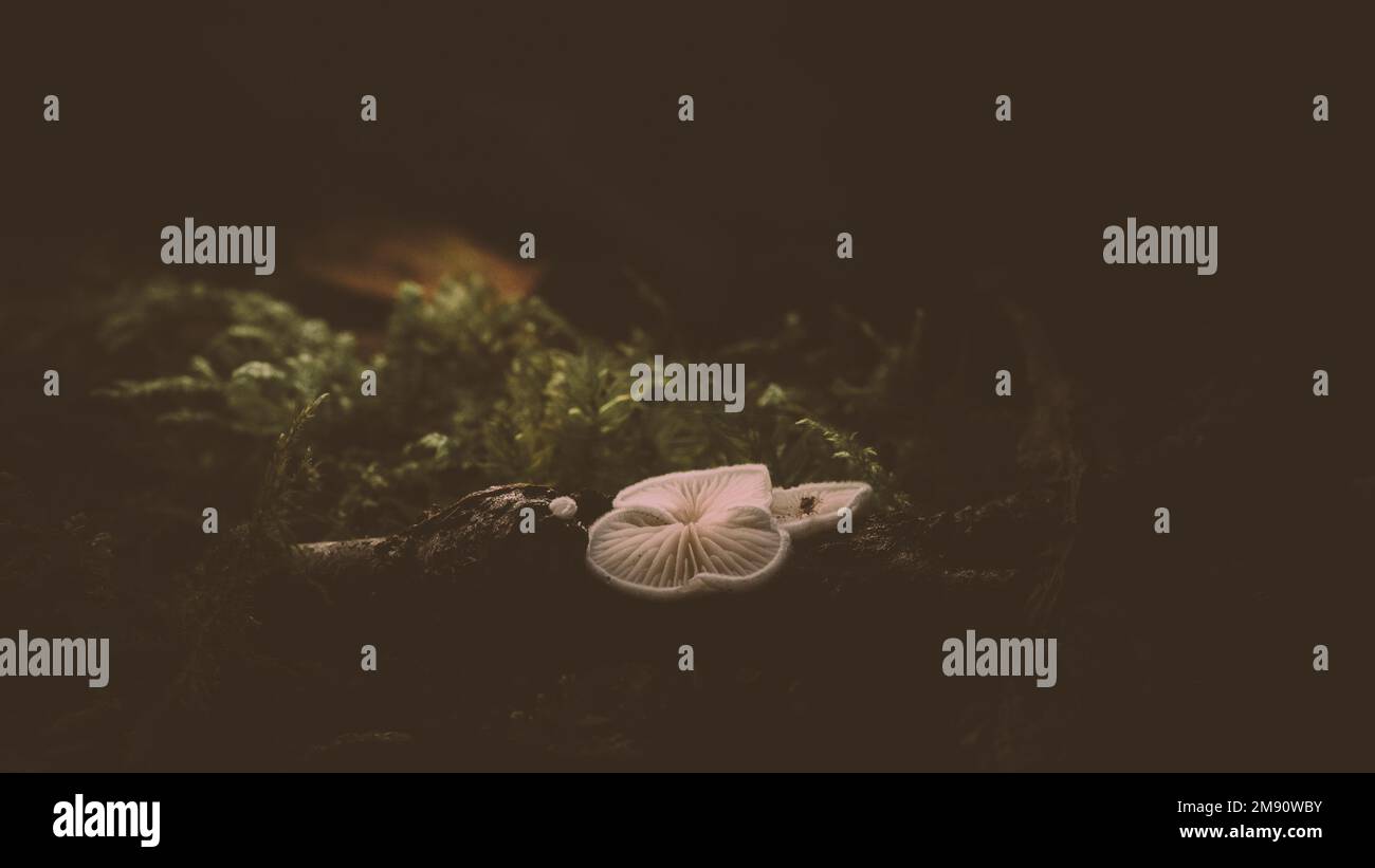 Crepidotus species hi-res stock photography and images - Alamy