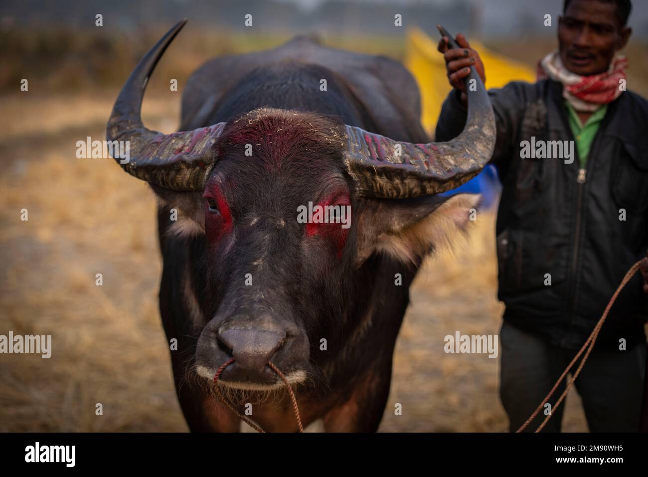A owner holds his buffalo before a traditional buffalo fight held as ...