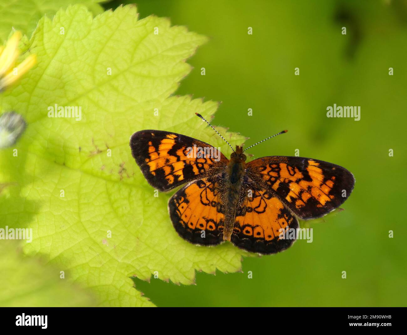 A Northern Crescent (Phyciodes cocyta) drinking nectar Photographed in ...