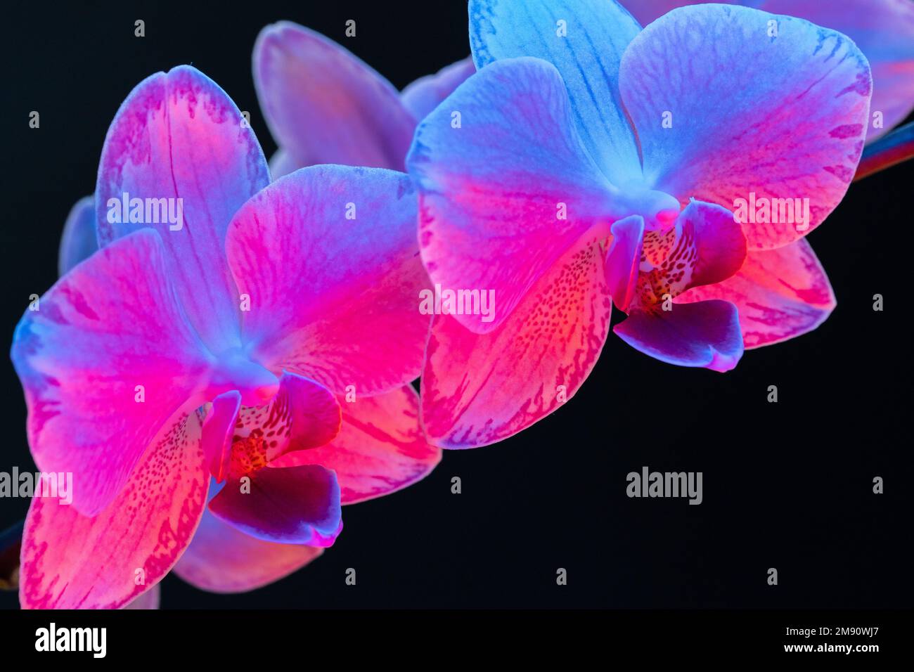 Branch of orchid flowers on dark background in neon light Stock Photo ...
