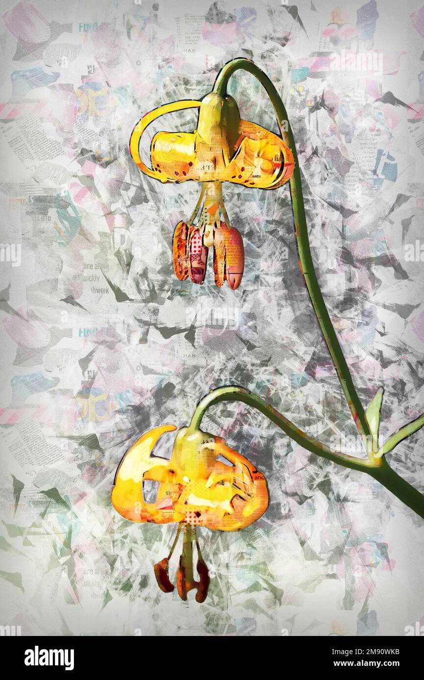 Digitally enhanced image of a Lilium columbianum is a lily native to ...