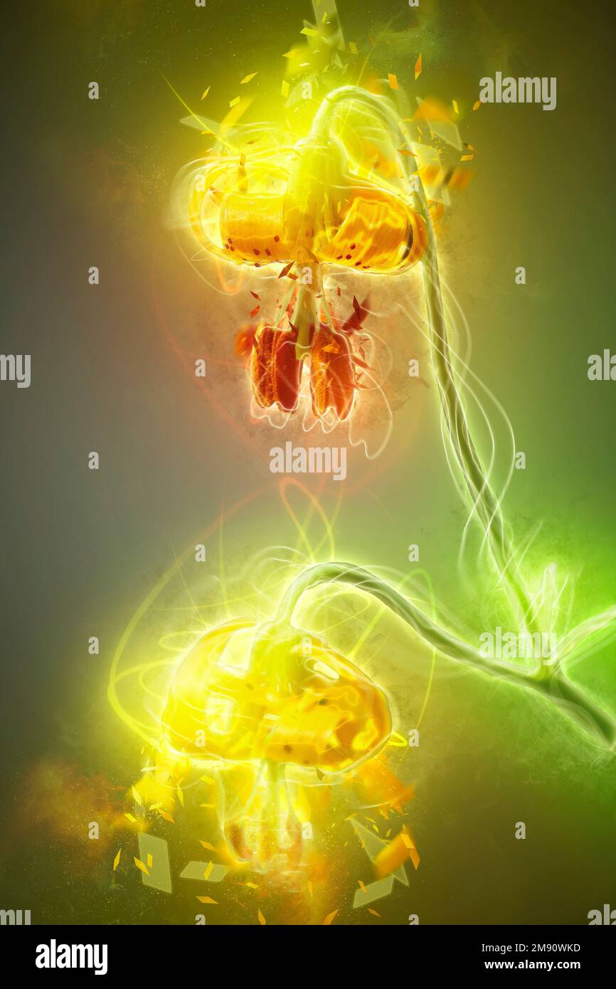 Digitally enhanced image of a Lilium columbianum is a lily native to ...