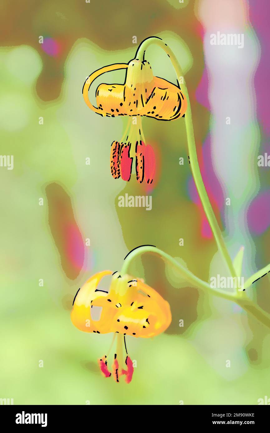 Digitally enhanced image of a Lilium columbianum is a lily native to ...