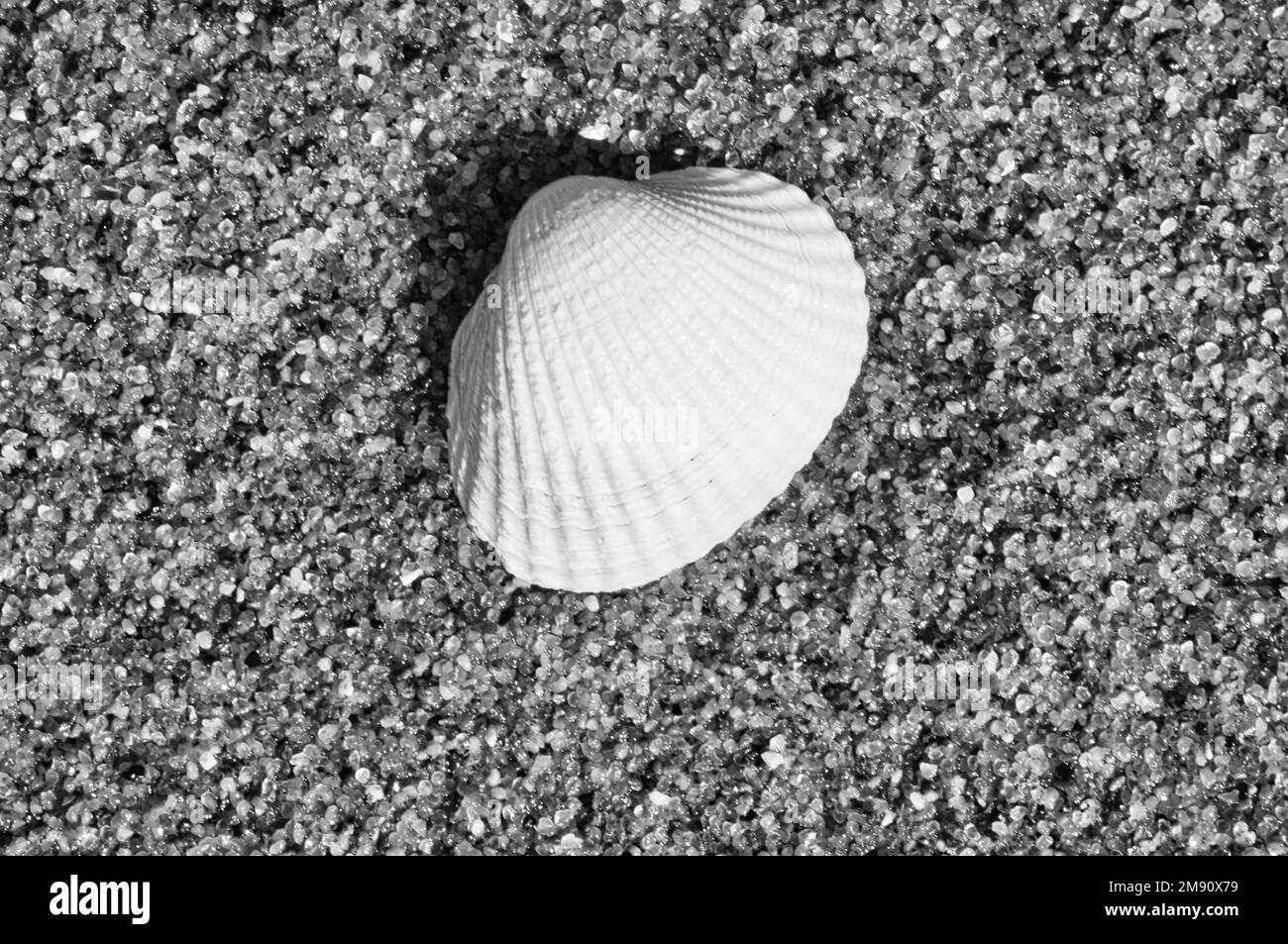 Shell in the sand on the beach of the Baltic Sea. Pebbles on the coast ...