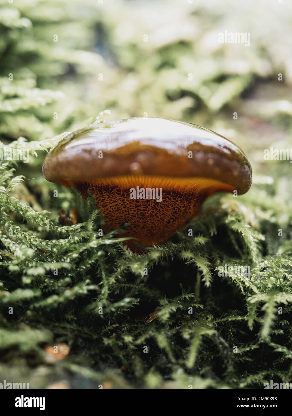 A vertical closeup of a brown mushroom with a glossy cap Stock Photo ...