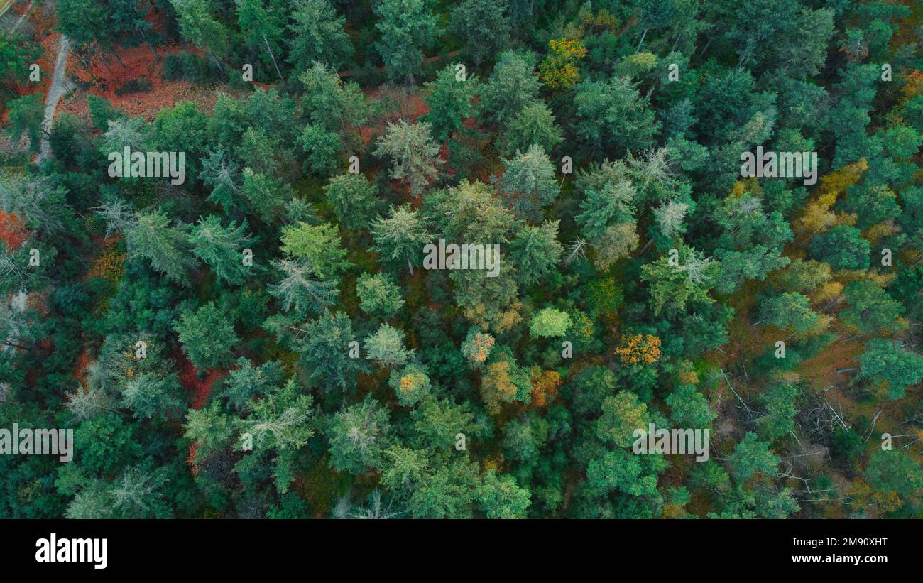 an aerial shot over woods in the netherlands Stock Photo - Alamy