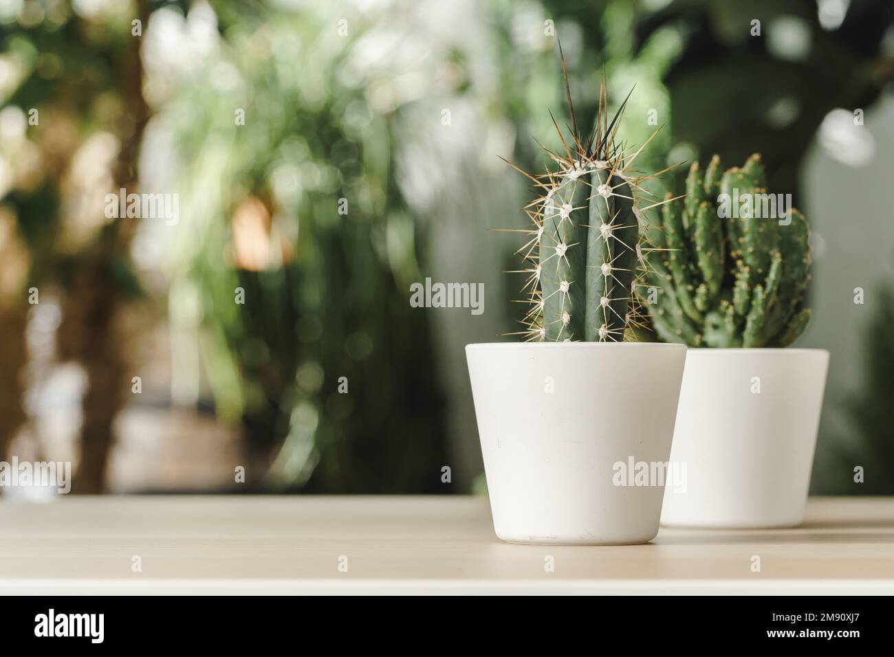 Mini cactus plant potted on blurred garden background Stock Photo - Alamy