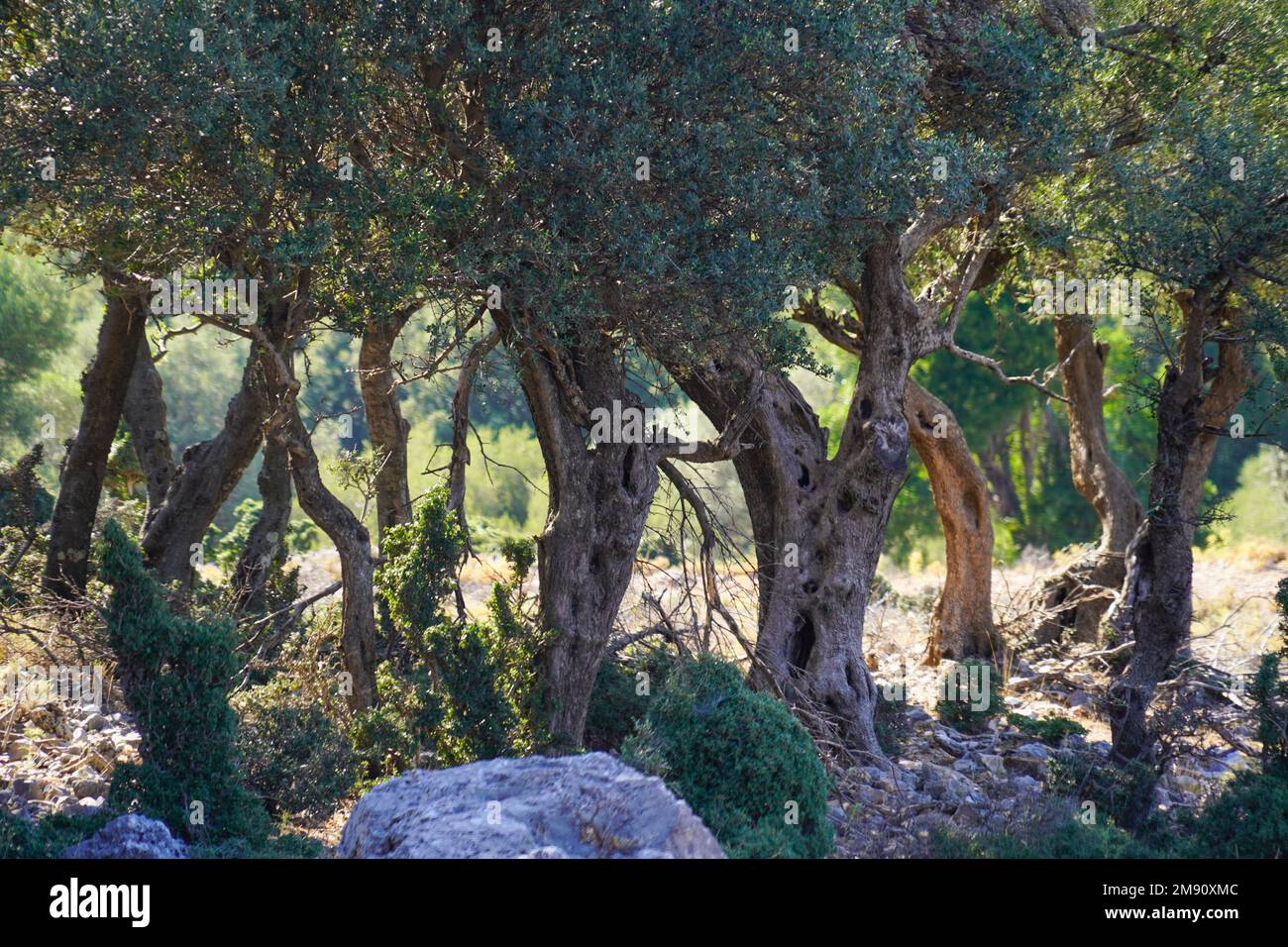 Olive tree plantation Askifou Plateau is located 50 kilometers south of ...
