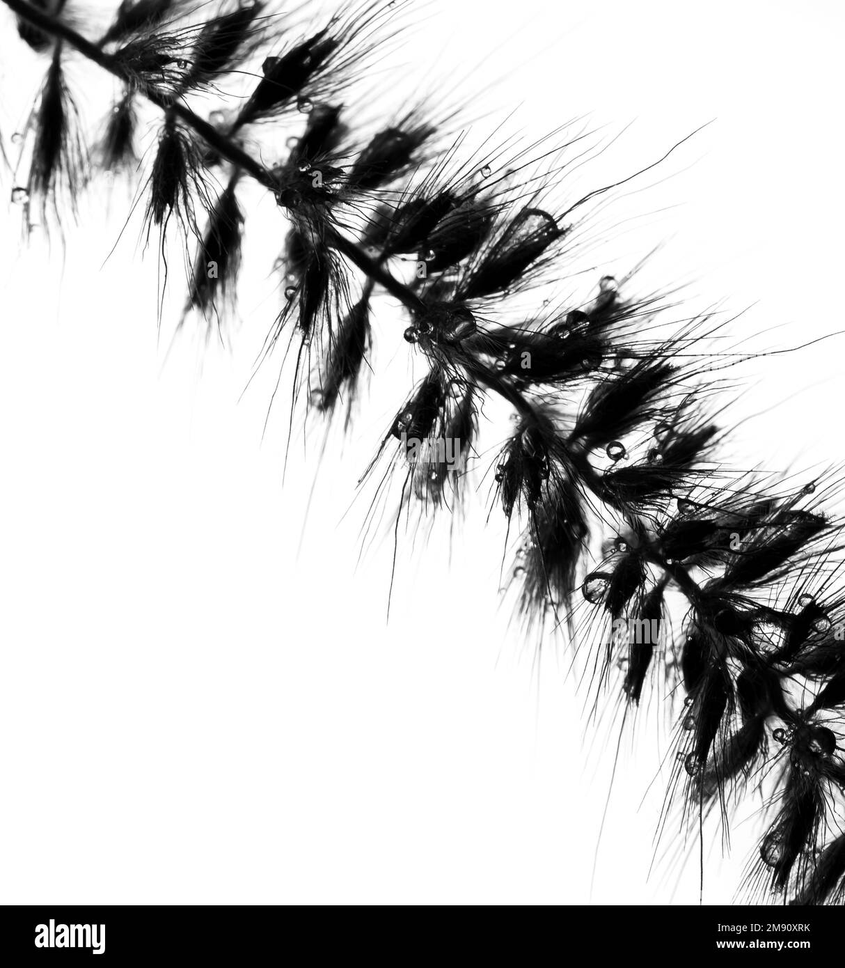 Black feather detail Black and White Stock Photos & Images - Alamy
