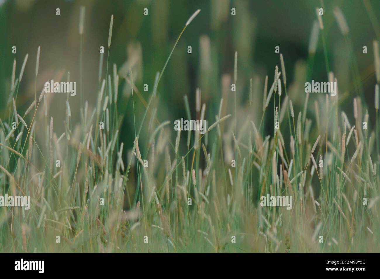 Close up of grass growing on field Stock Photo - Alamy