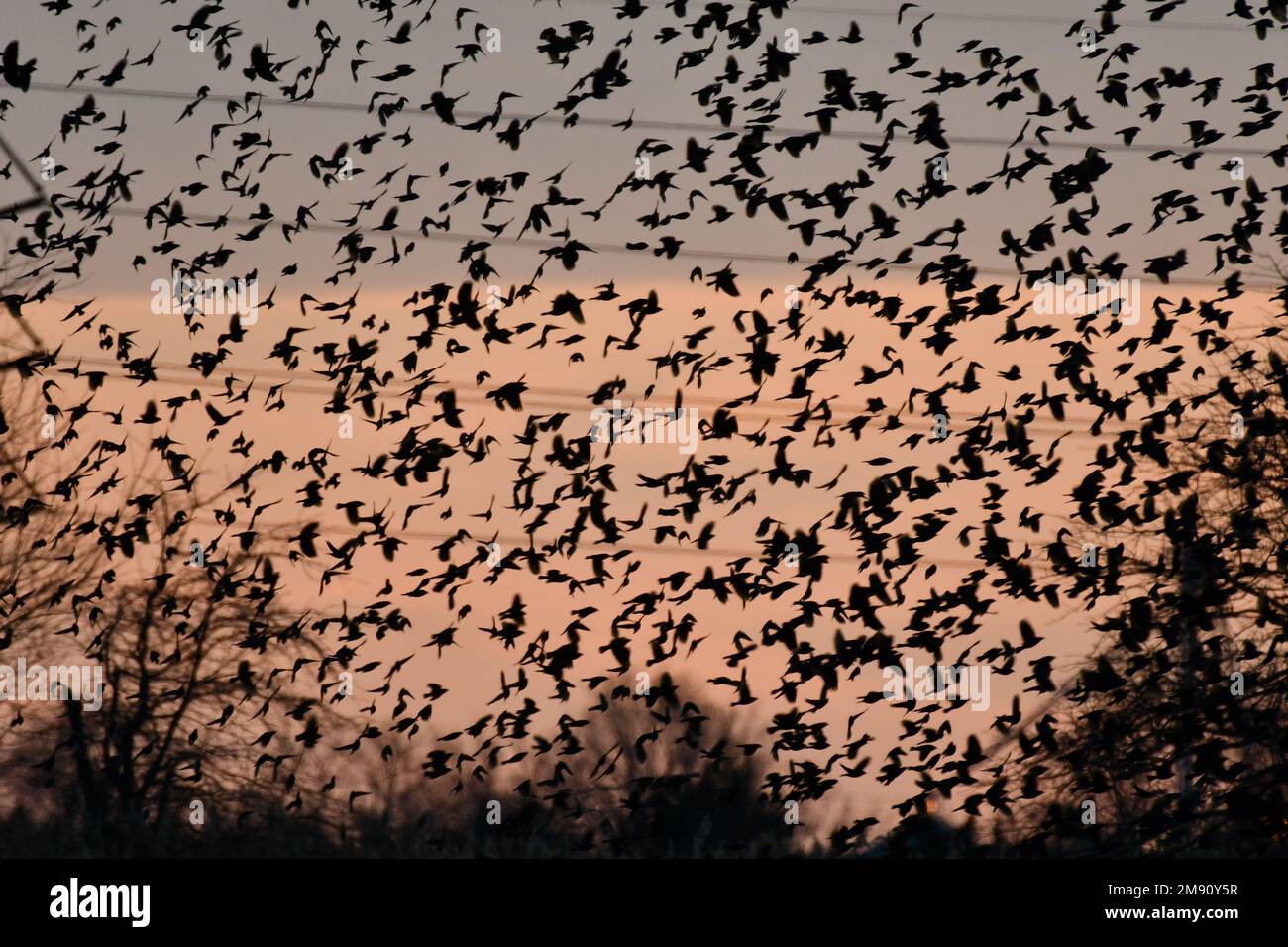 Grackles hi-res stock photography and images - Alamy