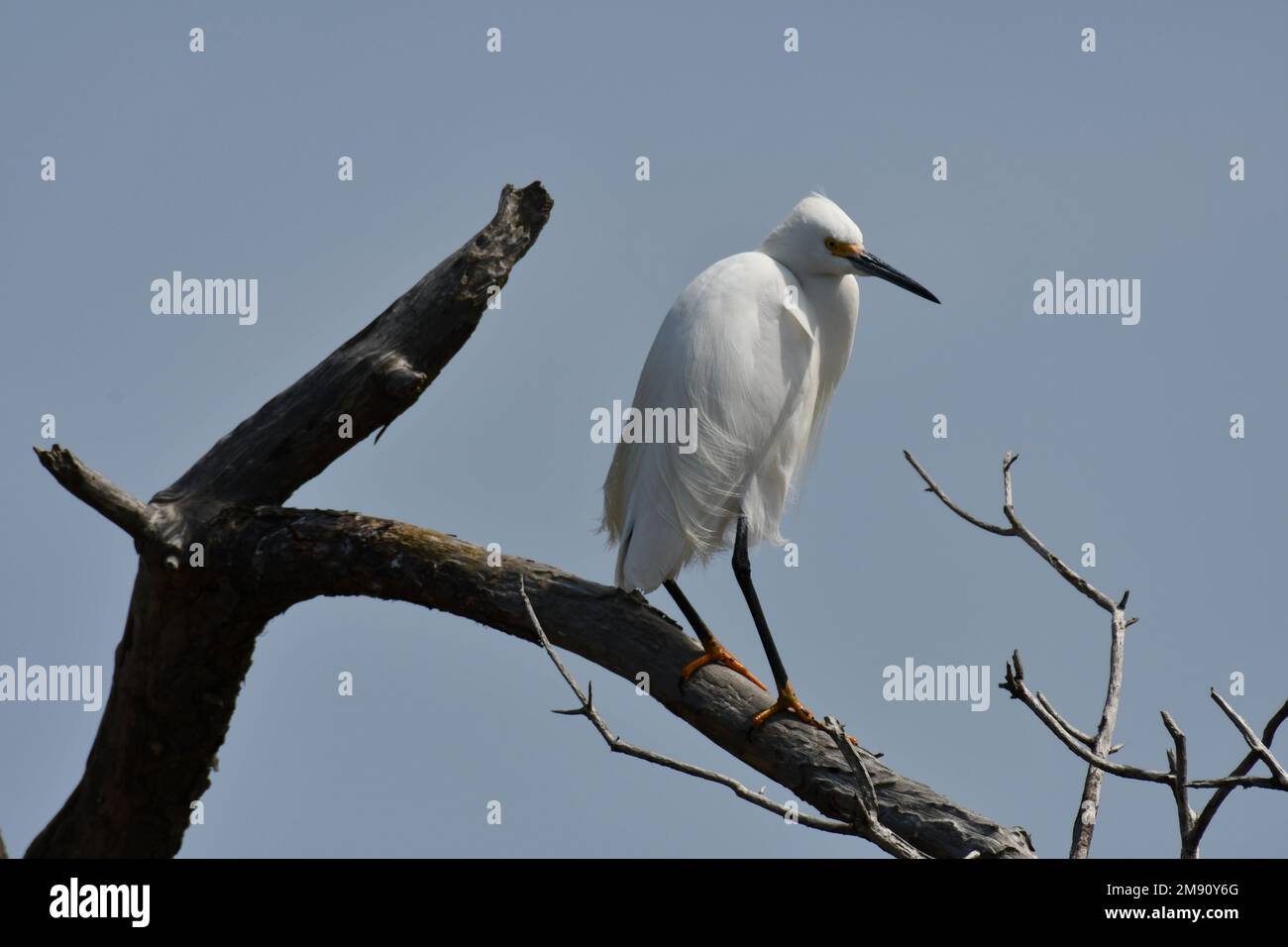 Birdgram hi-res stock photography and images - Alamy