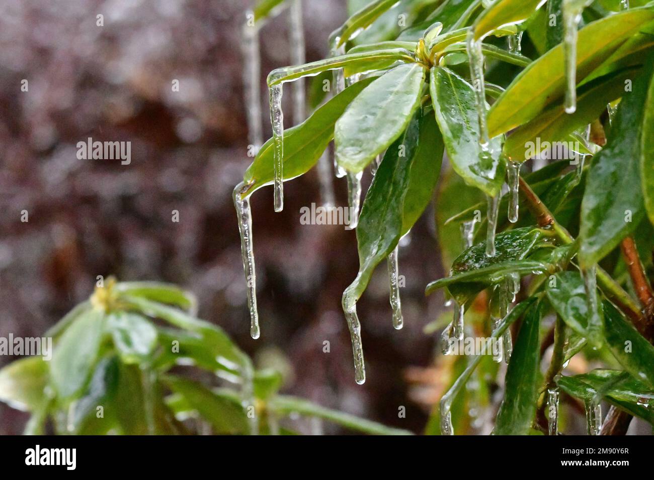 Plants frozen in ice hi-res stock photography and images - Alamy