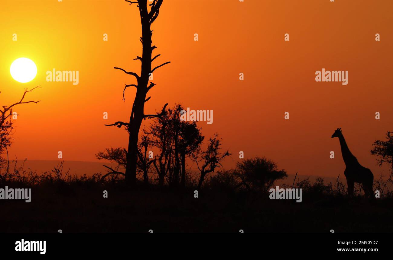African animals sunset hi-res stock photography and images - Alamy