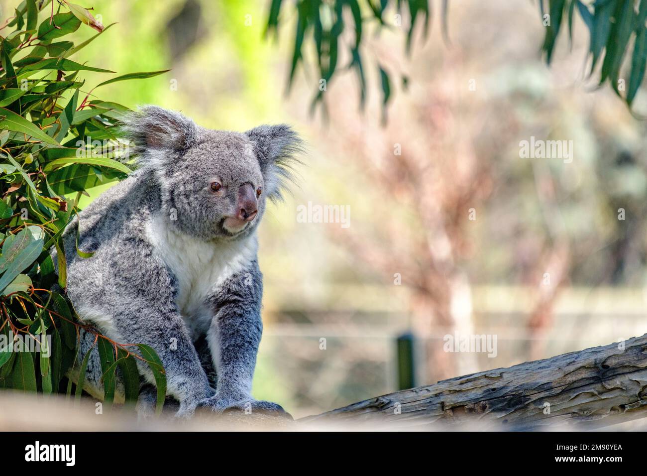 A koala bear inside the Madrid zoo in Spain Stock Photo - Alamy