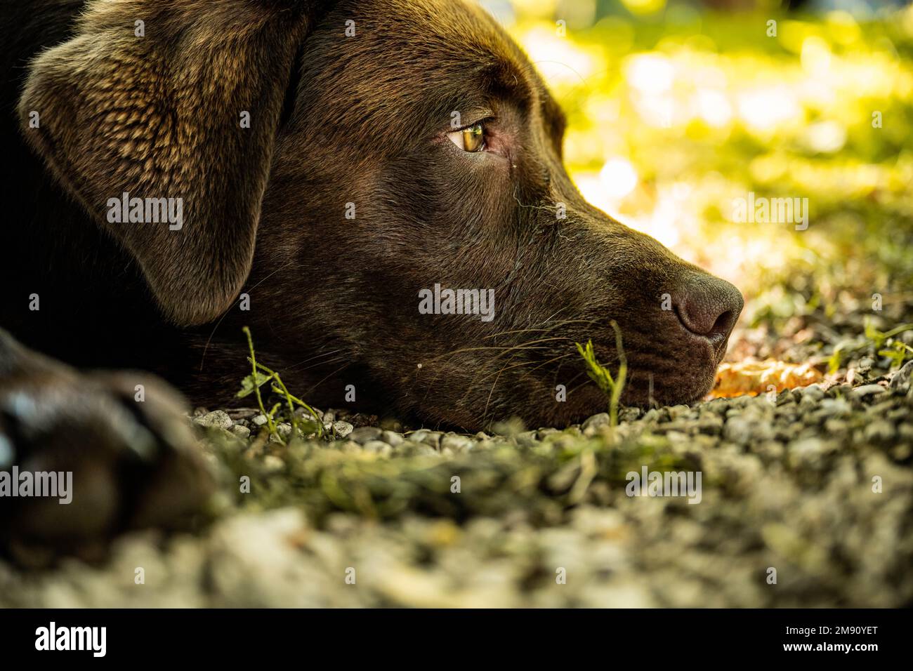 a Closeup of a Labrador retriever Stock Photo - Alamy