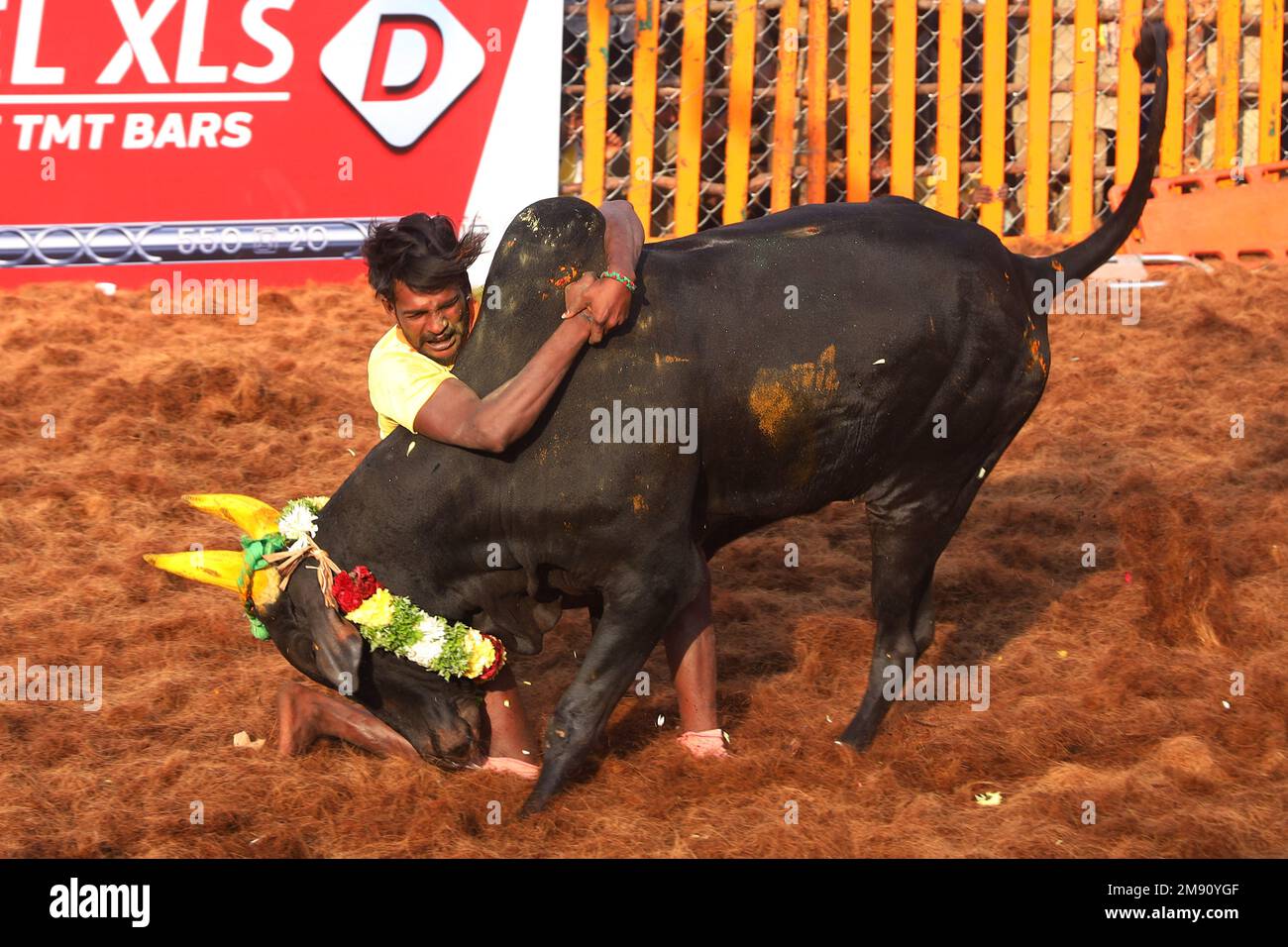 January 16, 2023, Madurai, Tamil Nadu, India: A participant tries to ...