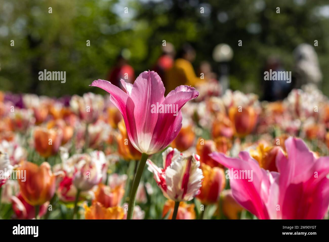 A pink tulip appears to pop up above the bed like a surprise gift Stock ...