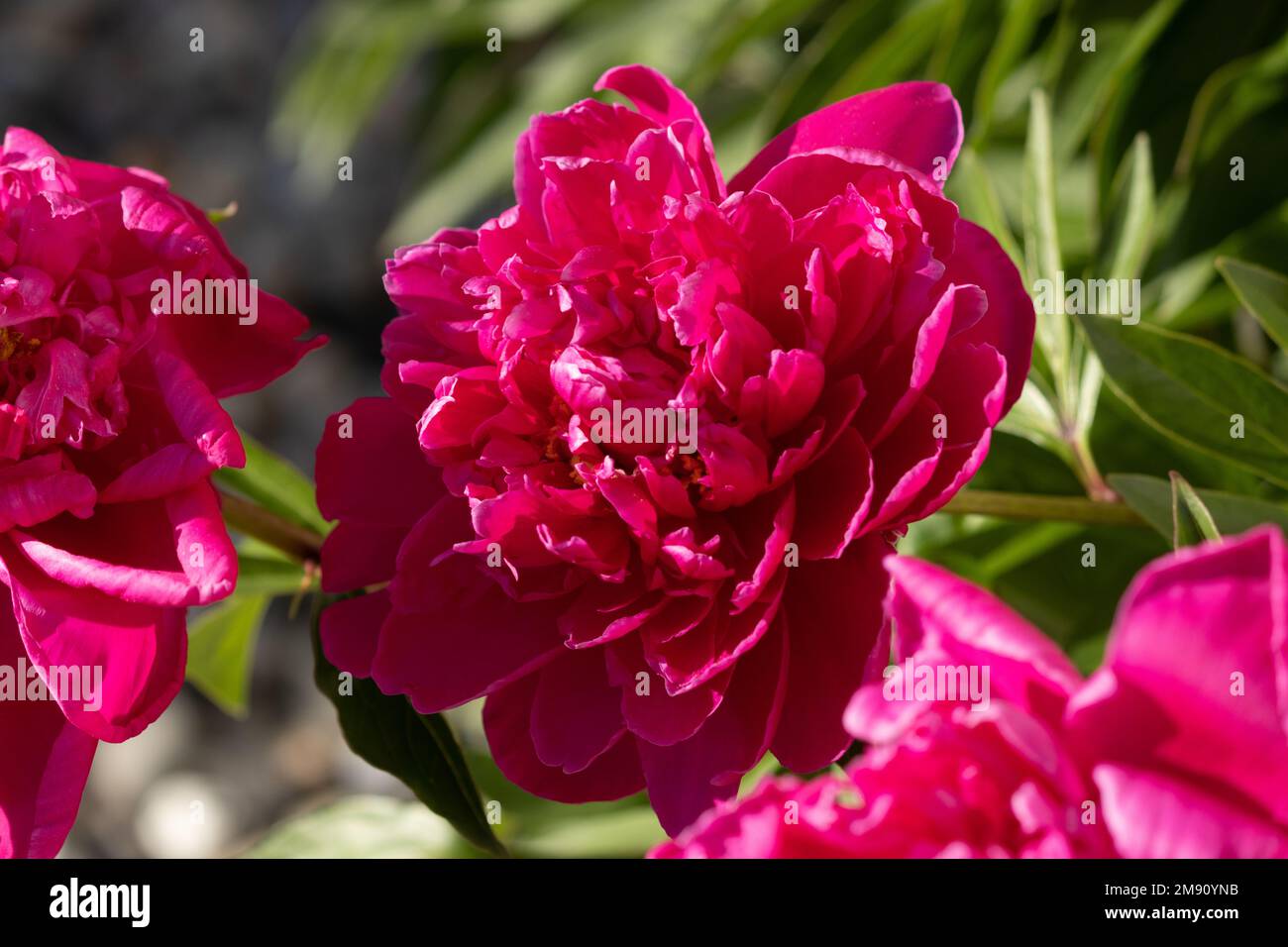 Large field red blooming hi-res stock photography and images - Alamy