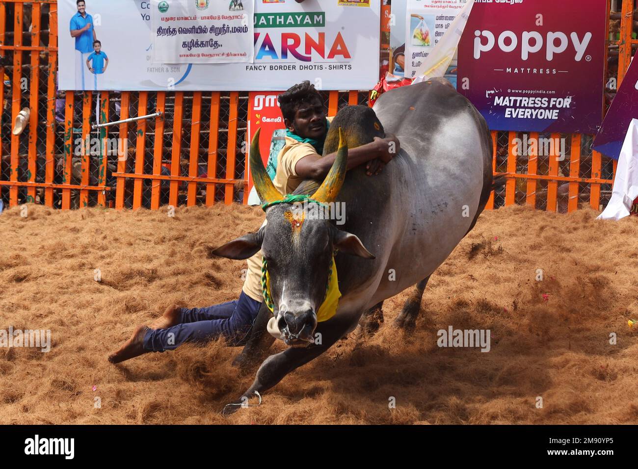 Madurai, Tamil Nadu, India. 16th Jan, 2023. A participant tries to ...
