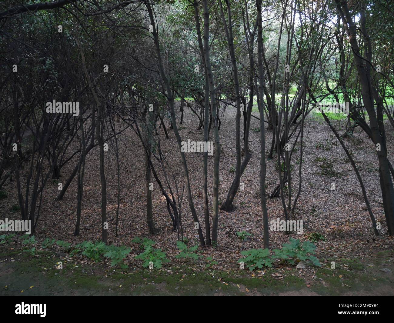 Sassari, Sardinia, Italy. Monserrato Park recreation area Stock Photo ...