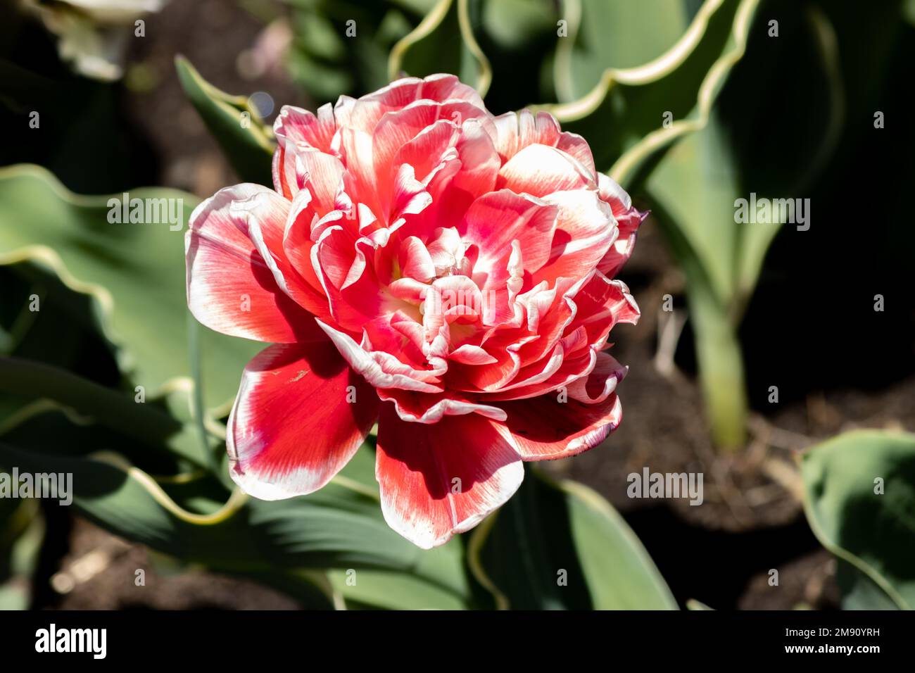 A tulip of rose color and shaped like a rose Stock Photo - Alamy