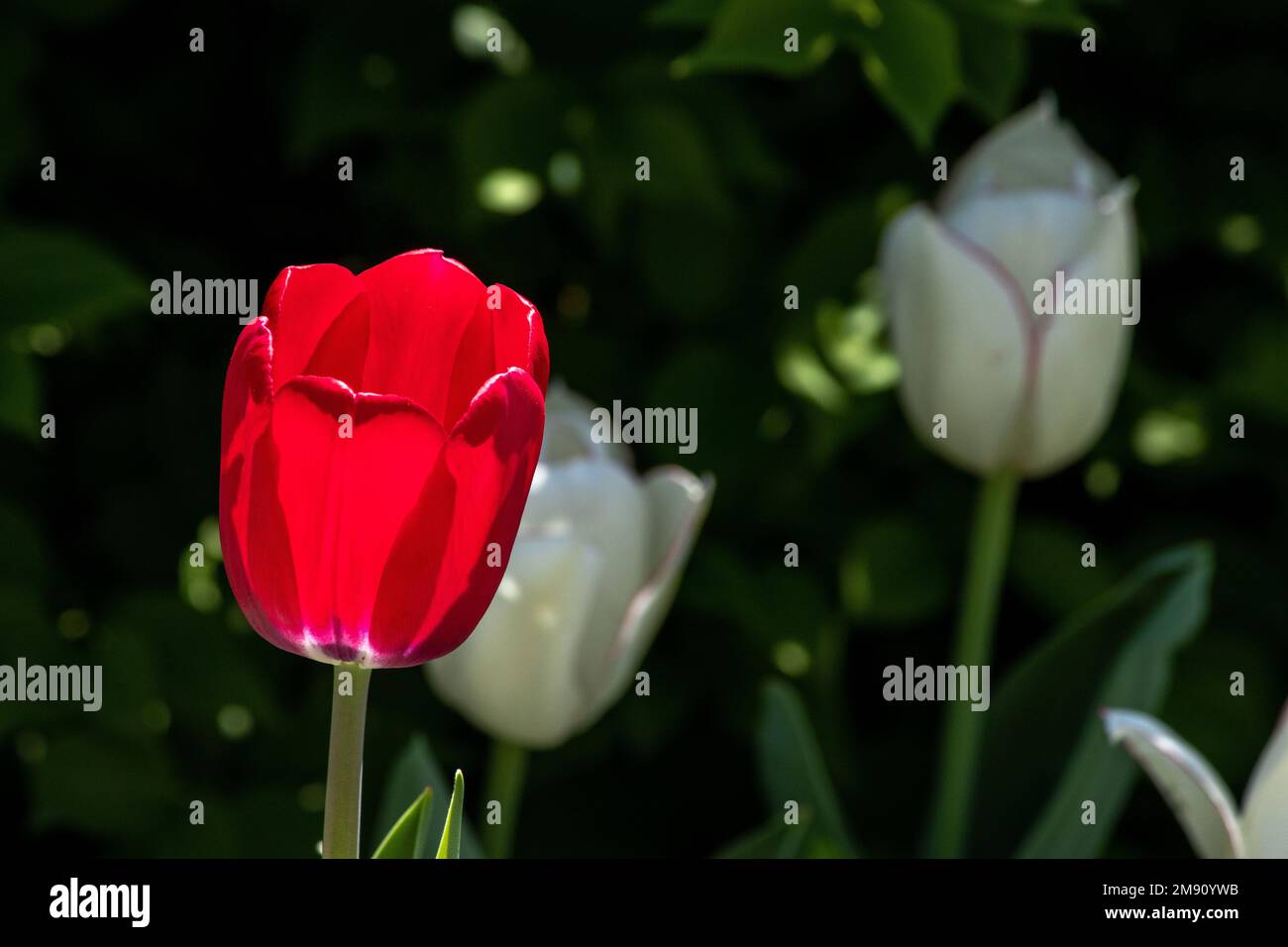 A red tulip portrait in spring with white tulips in the background ...